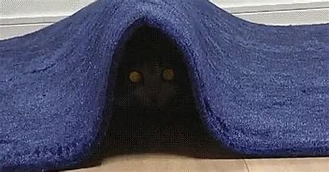 ¡vaya  Gatos Que Parecen Salidos De Una Película De Miedo