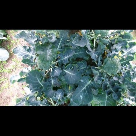 Broccoli Data Object Detection Dataset And Pre Trained Model By