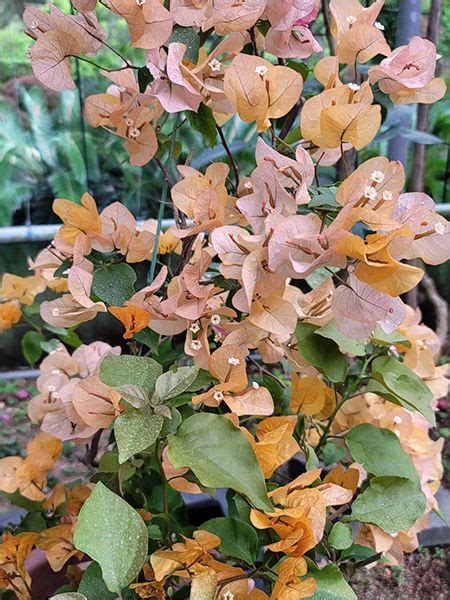 남미서 온 한림공원의 화려한 부겐빌레아