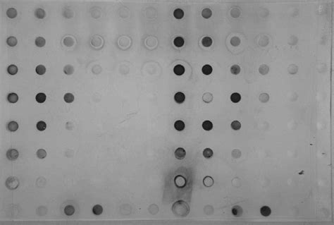 Dot Blot Confirming Reactivity Of Polyclonal Rev Gag Antibody With Gag