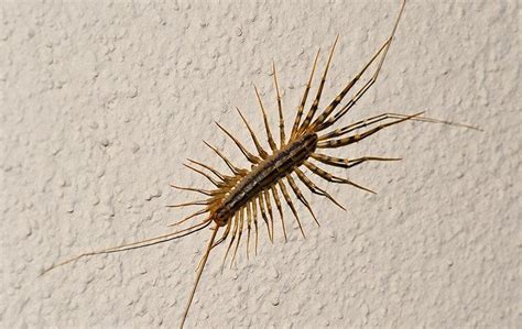 Centipede Anatomy