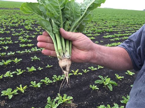 Производство сахара из сахарной свеклы: описание технологии