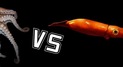 6 Incredible Differences Between Octopuses And Squid Underwater360