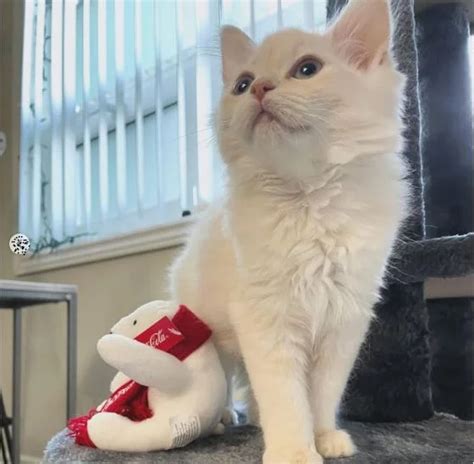 Flame Point Ragdoll Cat Info Characteristics Pictures And More