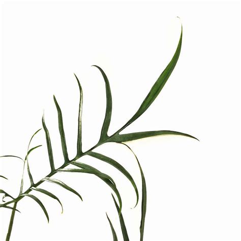 Philodendron Polypodioides Buy Online At Foliage Factory