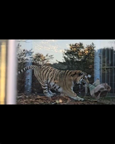 내가 시베리아호랑이 선호다 행동풍부화때 모습 Shorts Tiger Siberiantiger Koreantiger