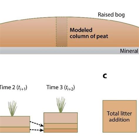 A Cross Section Of A Mire Raised Bog Showing The Peat Column B