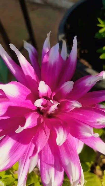 🌺 Beautiful 🌹 Winter 🌺 Flowers 🌺🌹🌺🌹🌺 Shorts Trending Gardening