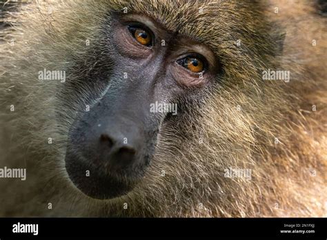 Portrait Of An Olive Baboon Papio Anubis Lake Manyara National Park