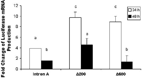 Luciferase Mrna Transcript Levels The Mrna Levels In Cho Cells Were Download Scientific