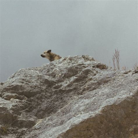 Stream Sentinel Pass Music Listen To Songs Albums Playlists For