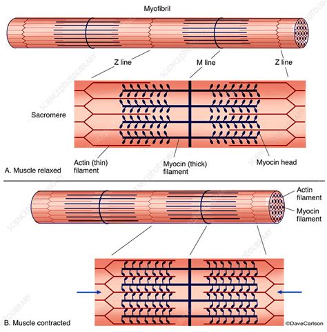 Muscle Contraction Diagram Labelled Stock Image C043 4842