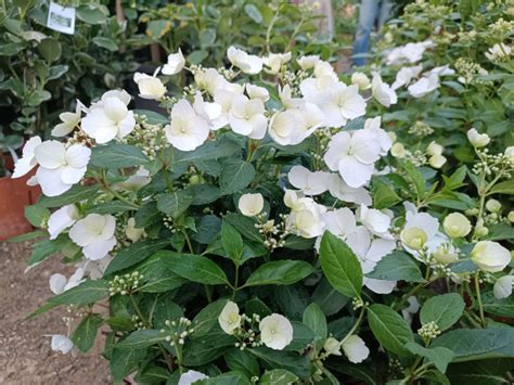 Hydrangea Macrophylla Ice Girl
