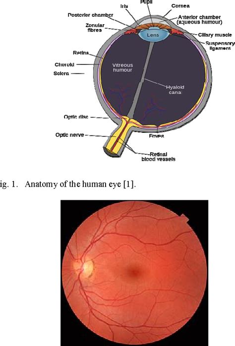 Figure 1 From Automatic Optic Disc Detection In Digital Fundus Images Using Image Processing