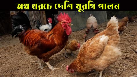 অল্প খরচে দেশি মুরগি পালন How To Start Desi Chicken Farming Desi