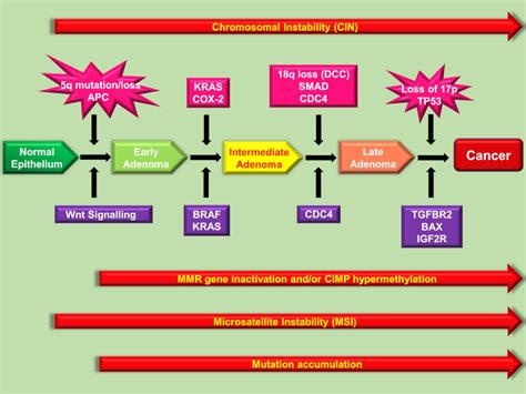 Schematic Representation Of Key Molecular Events That Drive Colorectal