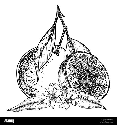 Orange Fruit With Slices Hand Drawn Vector Illustration Of Tropical