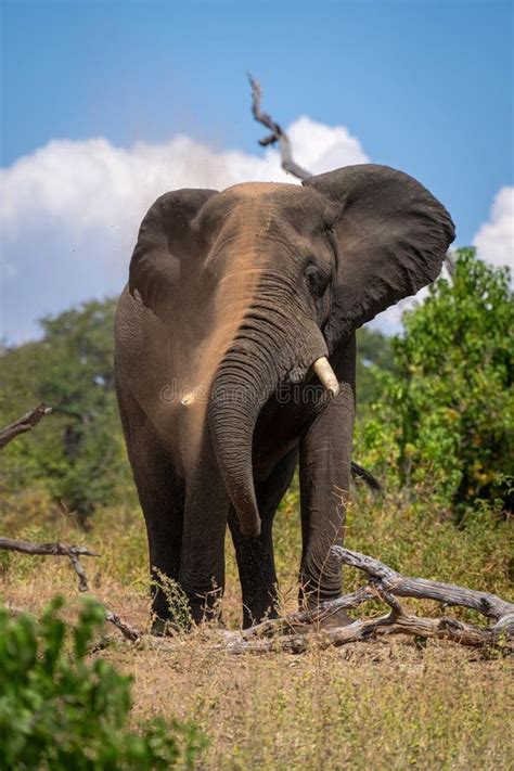 African Elephant Stands Over Log Squirting Earth Stock Image Image Of Travel Chobe