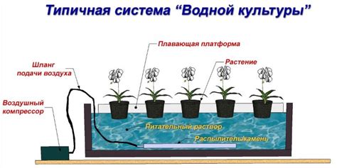 Гидропоника своими руками для клубники: фото