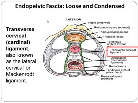 Divisions Of Perineum Fascia Of Urogenital Triangle And Contents Of Ischiorectal Fossa