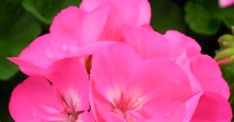 Radiant Health With Essential Oils Essential Oils For Mature Skin Health