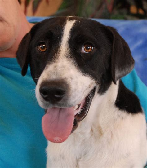 Border Collie Cross Pointer Plabor