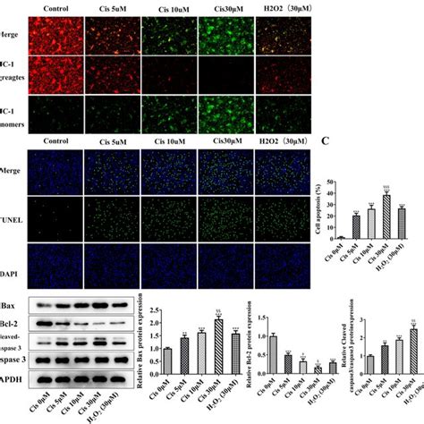 Cisplatin Promotes The Apoptosis Of Hei Oc1 Cells A Mitochondrial