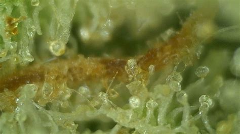 Space Age Cake 31 Rfloridatrees