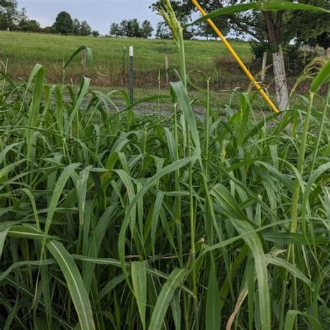 How To Get Rid Of Johnsongrass In The Garden And Lawn