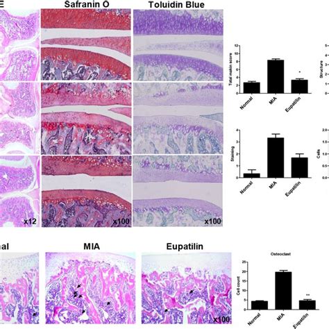 Delayed Efficacy Of Eupatilin In Mia Induced Oa Rats Were Injected