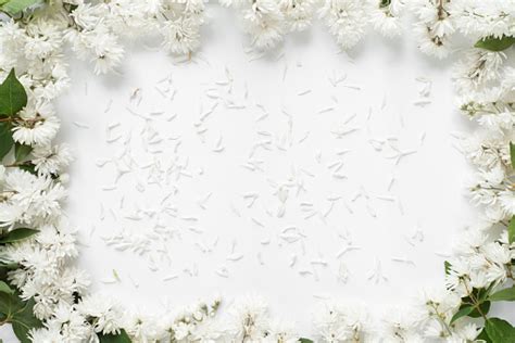 흰색 배경에 흰색 여름 꽃 레이아웃 평평한 평지 상단 보기 복사 공간 0명에 대한 스톡 사진 및 기타 이미지 0명 구도
