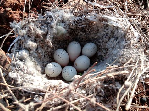 Egg Nest Song Bird Free Photo On Pixabay Pixabay