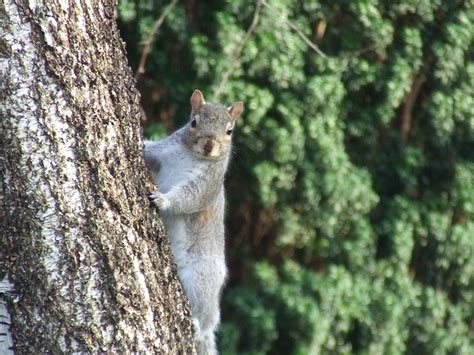 Squirrel In Tree Free Photo Download Freeimages