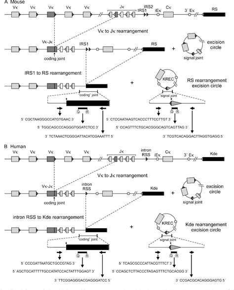Figure 1 From Replication History Of B Lymphocytes Reveals Homeostatic
