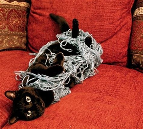 45 Pictures Of Cats Being Naughty