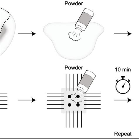 Experimental Overview A We Excised The Anterior Leaflet Of An Ovine Download Scientific