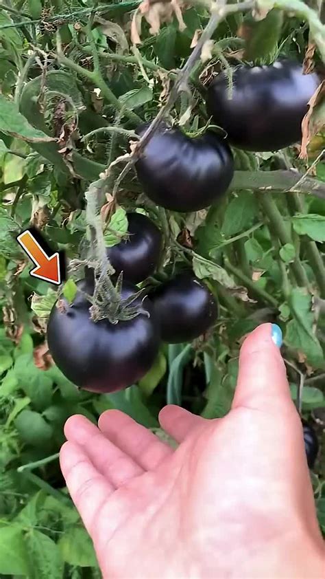 Uzaq Durun MƏndƏn 001 User Uzaq Durun S Videos With Orijinal Ses Uzaq Durun MƏndƏn 001