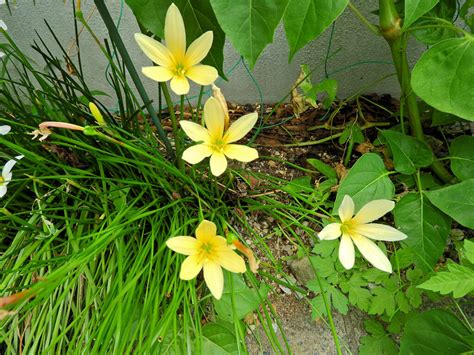 色いタマスダレ玉簾 1 by 虹橋 ID11283068 写真共有サイト PHOTOHITO