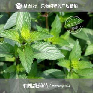 有机绿薄荷精油绿薄荷埃及进口香薰调香芳疗天然植物精油原料批发 阿里巴巴