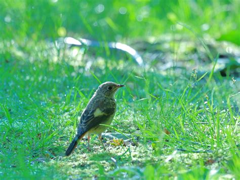 ジョウビタキ幼鳥 II 山梨県 by 北極くまっこ ID11842905 写真共有サイト PHOTOHITO