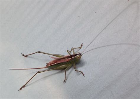 Brown Grasshopper With Stinger Brown Grasshopper With Stinger