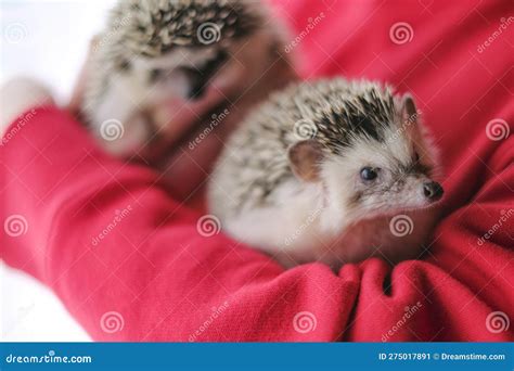 Hedgehog Pair Of Hedgehogs In The Arms In A Red Hoodie African Pygmy