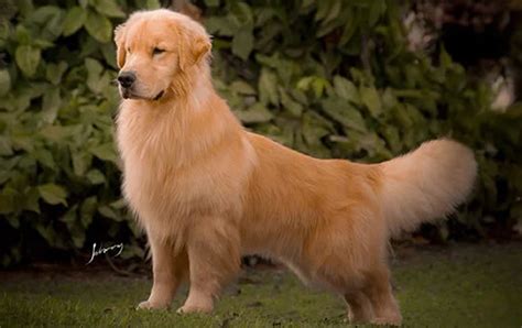 Bem Vindos Ao Mundo Dos Golden Retrievers
