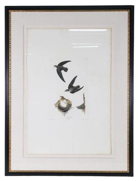John James Audubon American Swift Audubon Engraving Mutualart