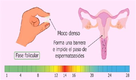 Moco Cervical Un Indicador De La Fertilidad Femenina