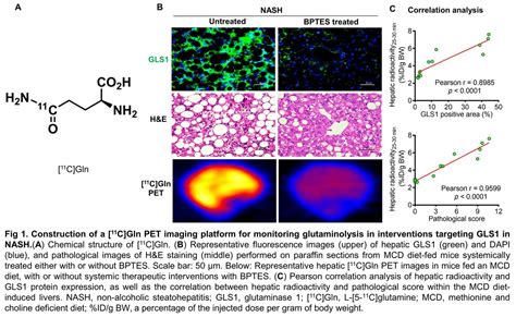 L 5 11c Glutamine Pet Monitors Dynamic Responses Of Glutaminolysis To