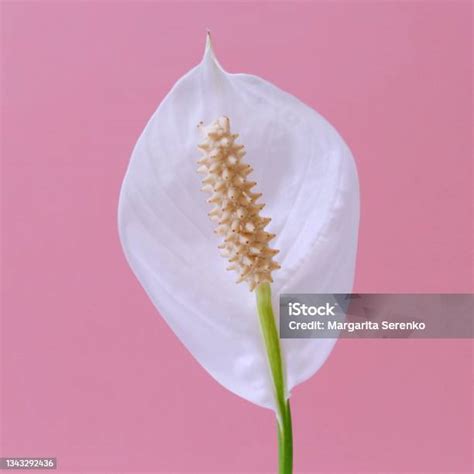 인사말 카드와 엽서에 대한 파스텔 핑크 색상 배경에 특이한 부드러운 섬세한 신선한 흰색 Spathiphyllum 꽃 개화기에