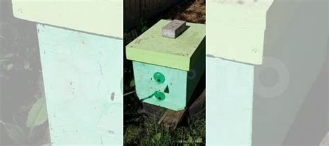 Пчелы улей купить в Курске Животные и зоотовары Авито