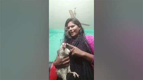 মুরগী ঘরে ডিম পারেনা Youtube