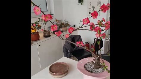 식물을 기르기엔 난 너무 게을러 Youtube